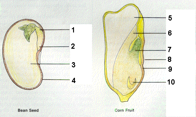 Corn Seed Diagram